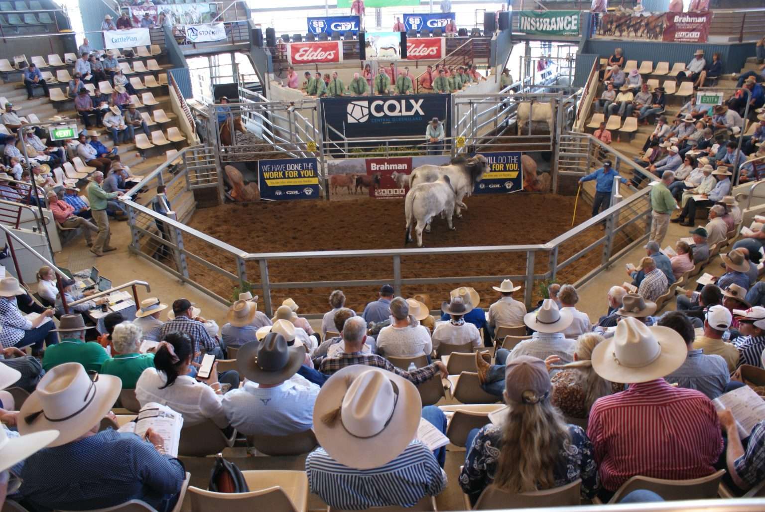 Rockhampton Brahman Week Sale - Australian Brahman Breeders Association