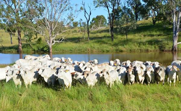 Key attributes (Why choose Brahman) - Australian Brahman Breeders ...