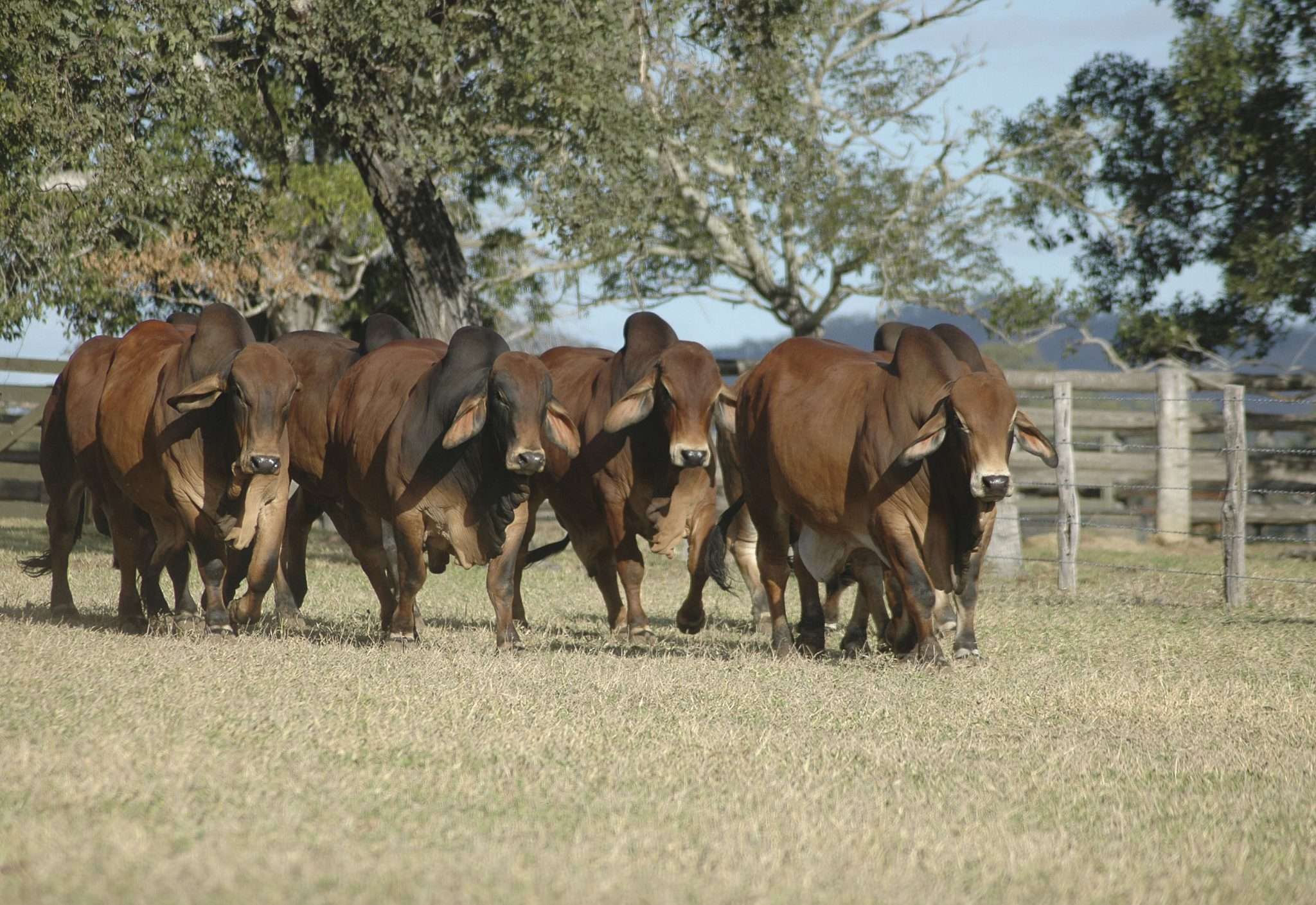 Brahman Media - Australian Brahman Breeders Association