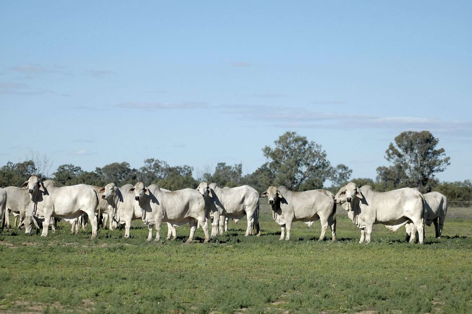 Key attributes (Why choose Brahman) - Australian Brahman Breeders ...