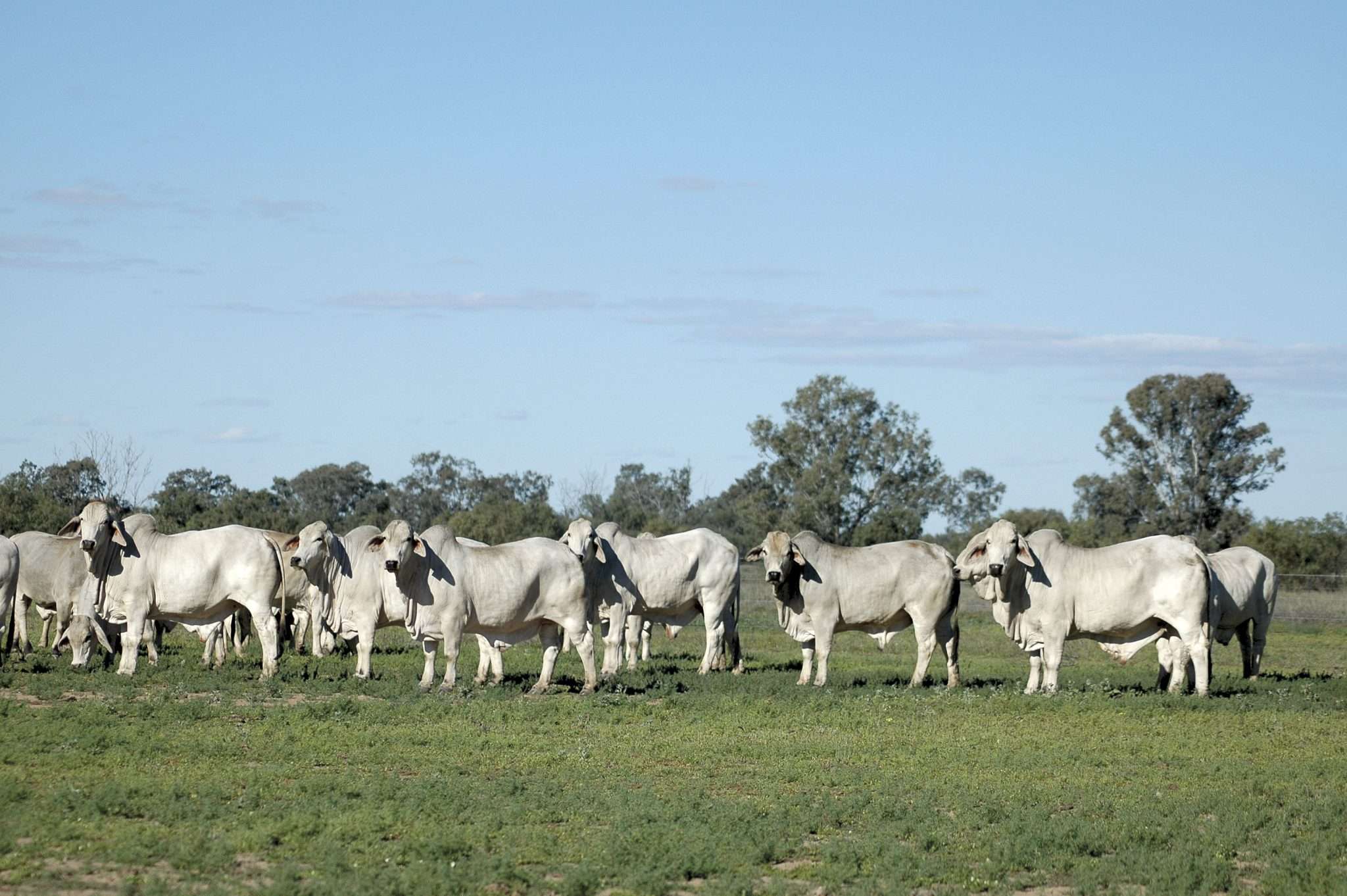 Key attributes (Why choose Brahman) - Australian Brahman Breeders ...