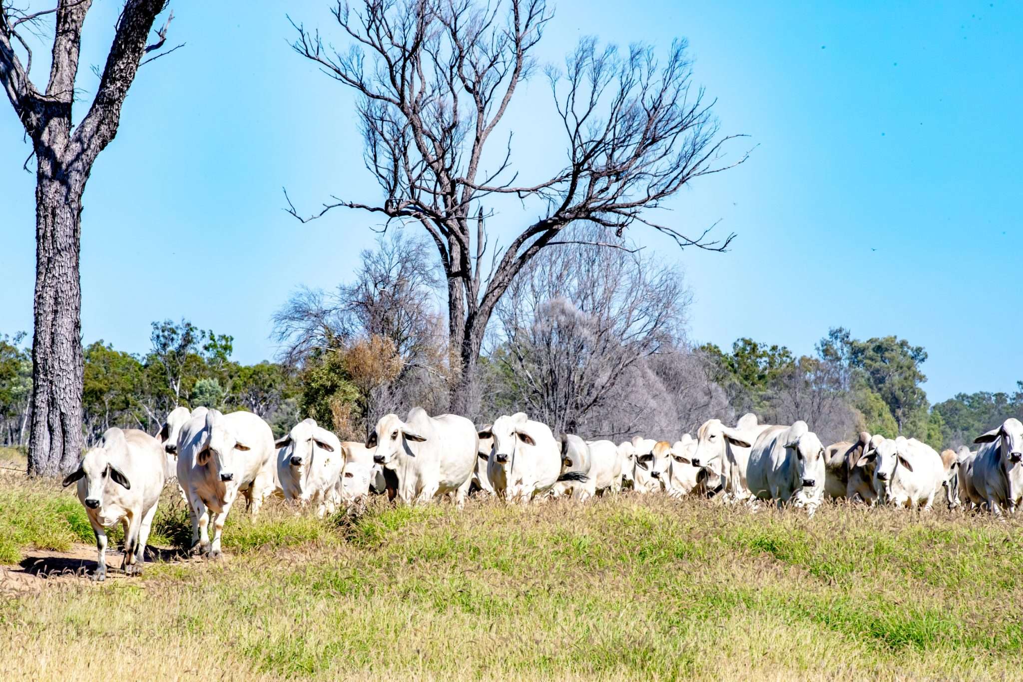 Australian Brahman Breeders Association