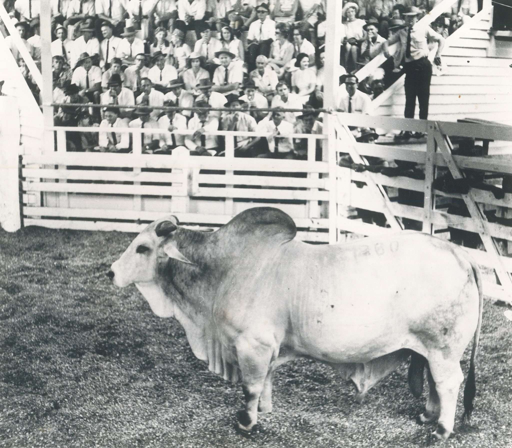 History - Australian Brahman Breeders Association