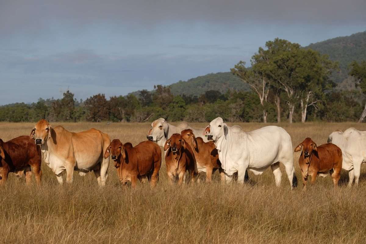 Key attributes (Why choose Brahman) - Australian Brahman Breeders ...