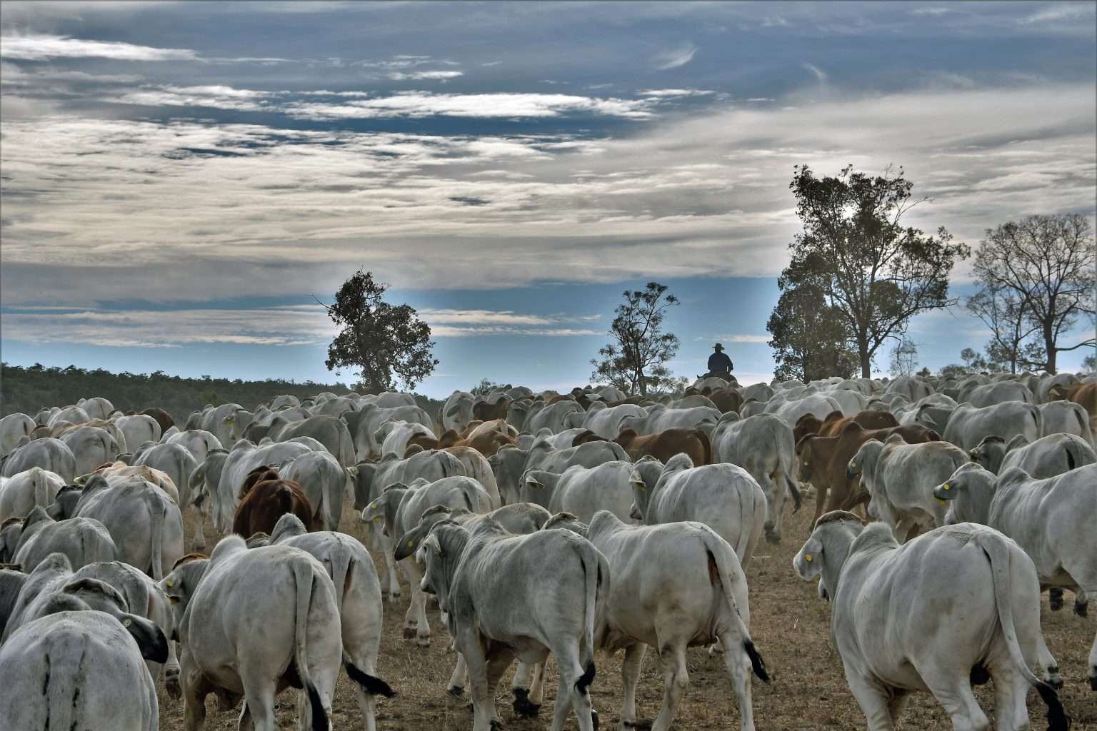 Key attributes (Why choose Brahman) - Australian Brahman Breeders ...