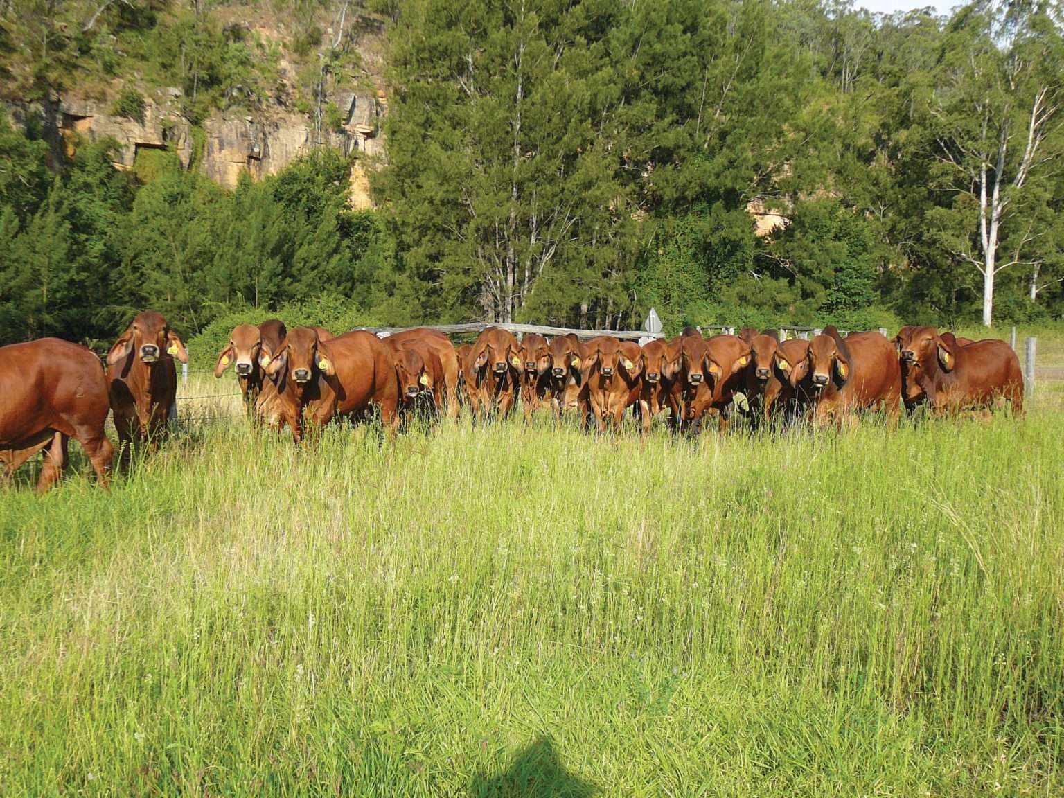 Reward for years of diligence and hard work - Australian Brahman ...
