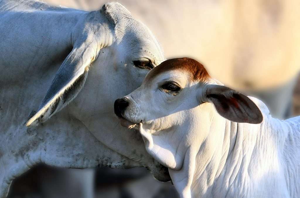 Key attributes - Why choose Brahman - Australian Brahman Breeders ...
