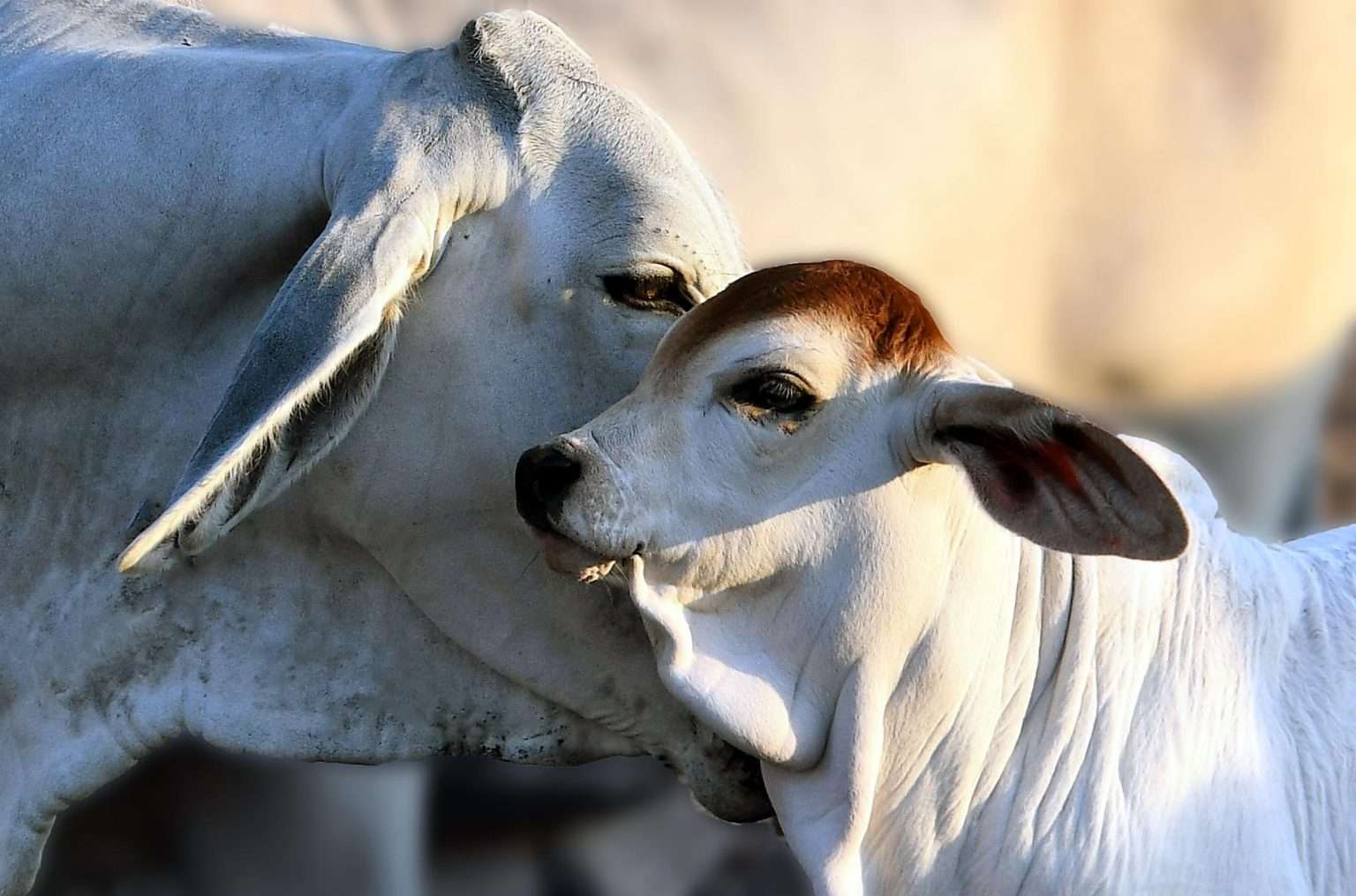 Key attributes (Why choose Brahman) - Australian Brahman Breeders ...