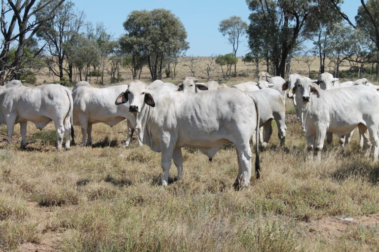 News – Australian Brahman Breeders Association