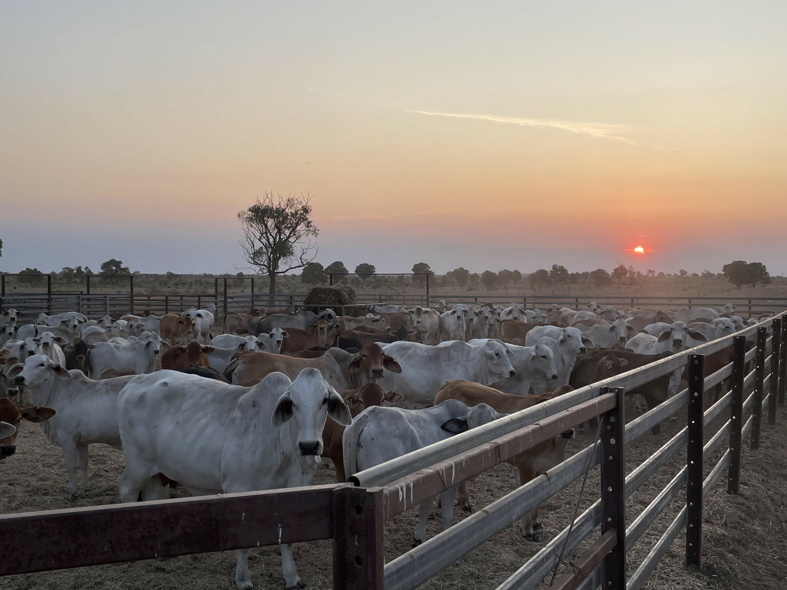 Brahman's adaptability key to Cross Breeding - Australian Brahman ...