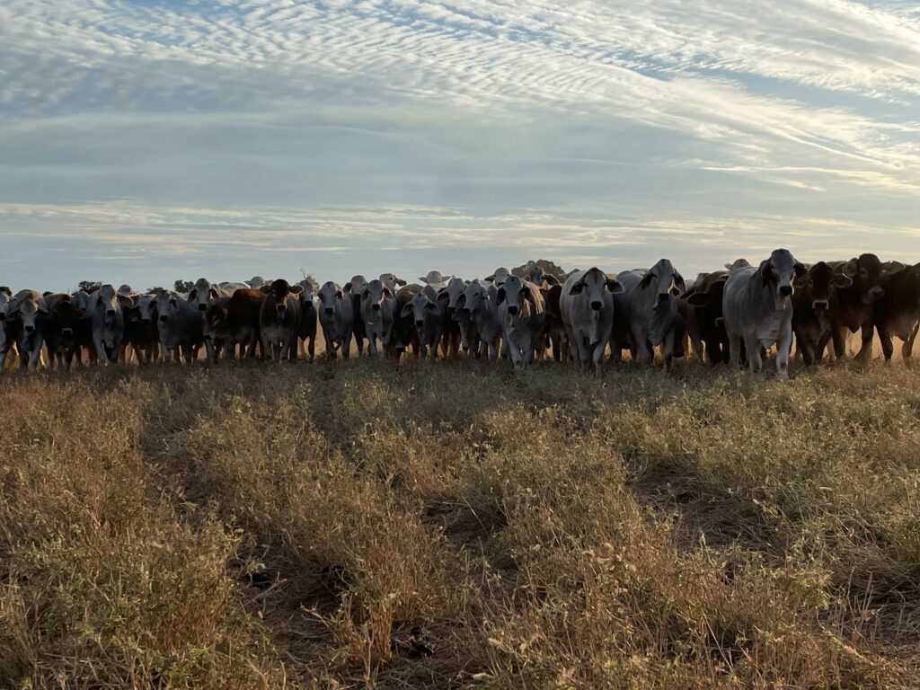 Brahman's adaptability key to Cross Breeding - Australian Brahman ...