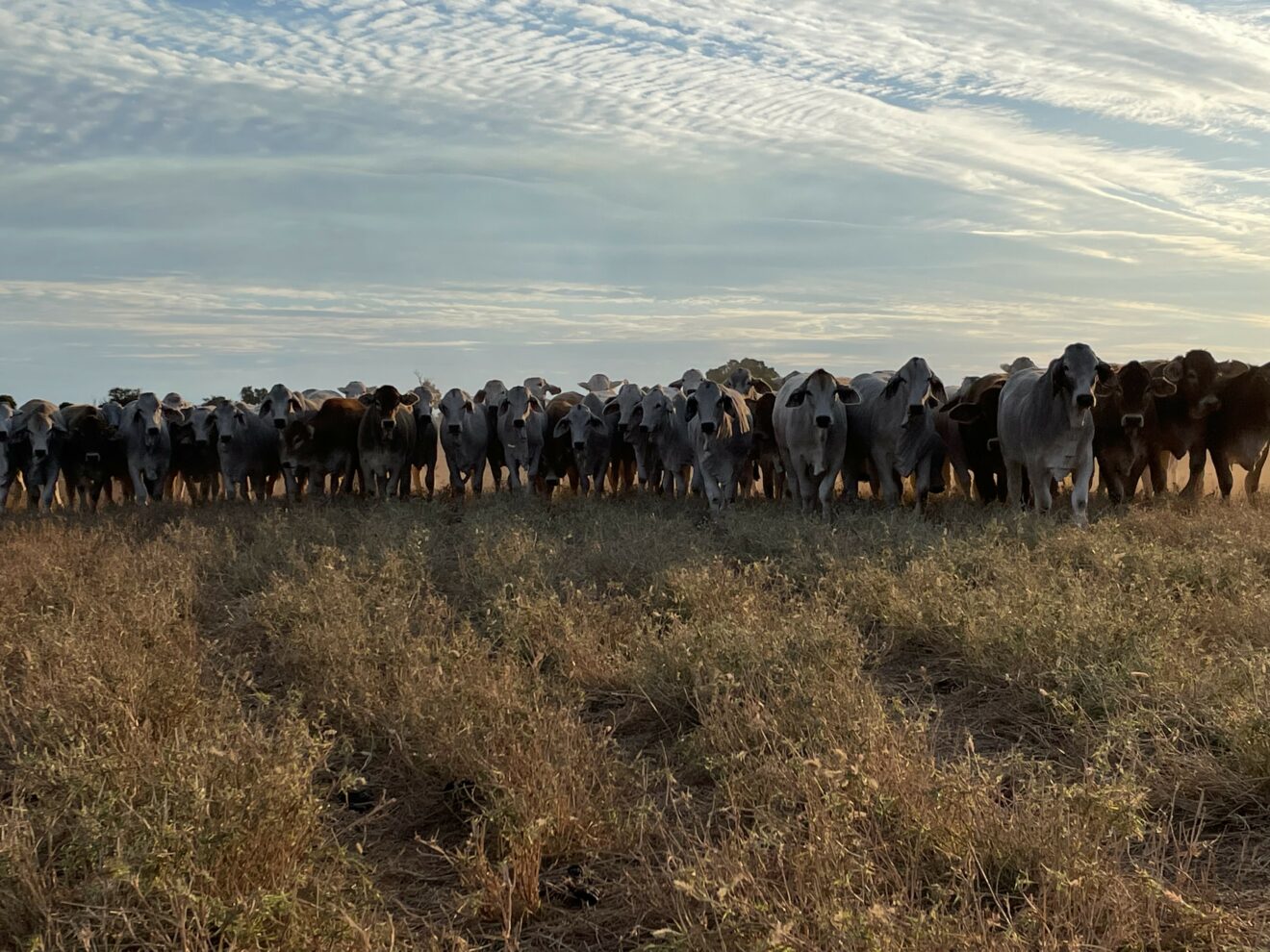 Brahman's adaptability key to Cross Breeding - Australian Brahman ...