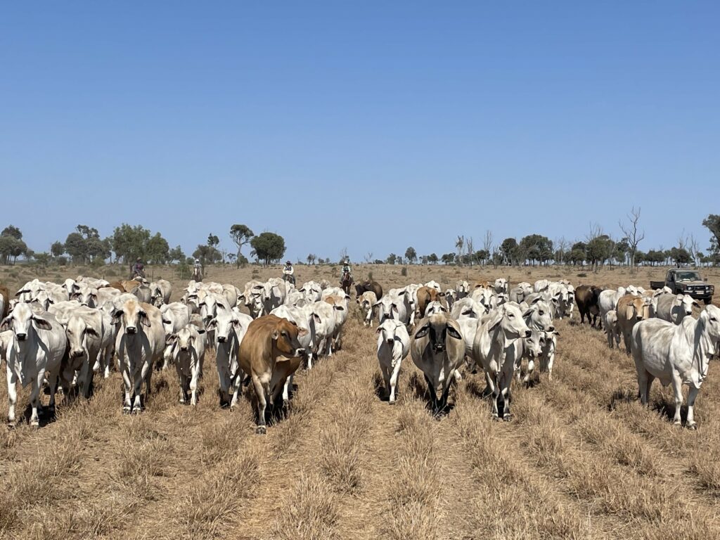 Brahman's adaptability key to Cross Breeding - Australian Brahman ...