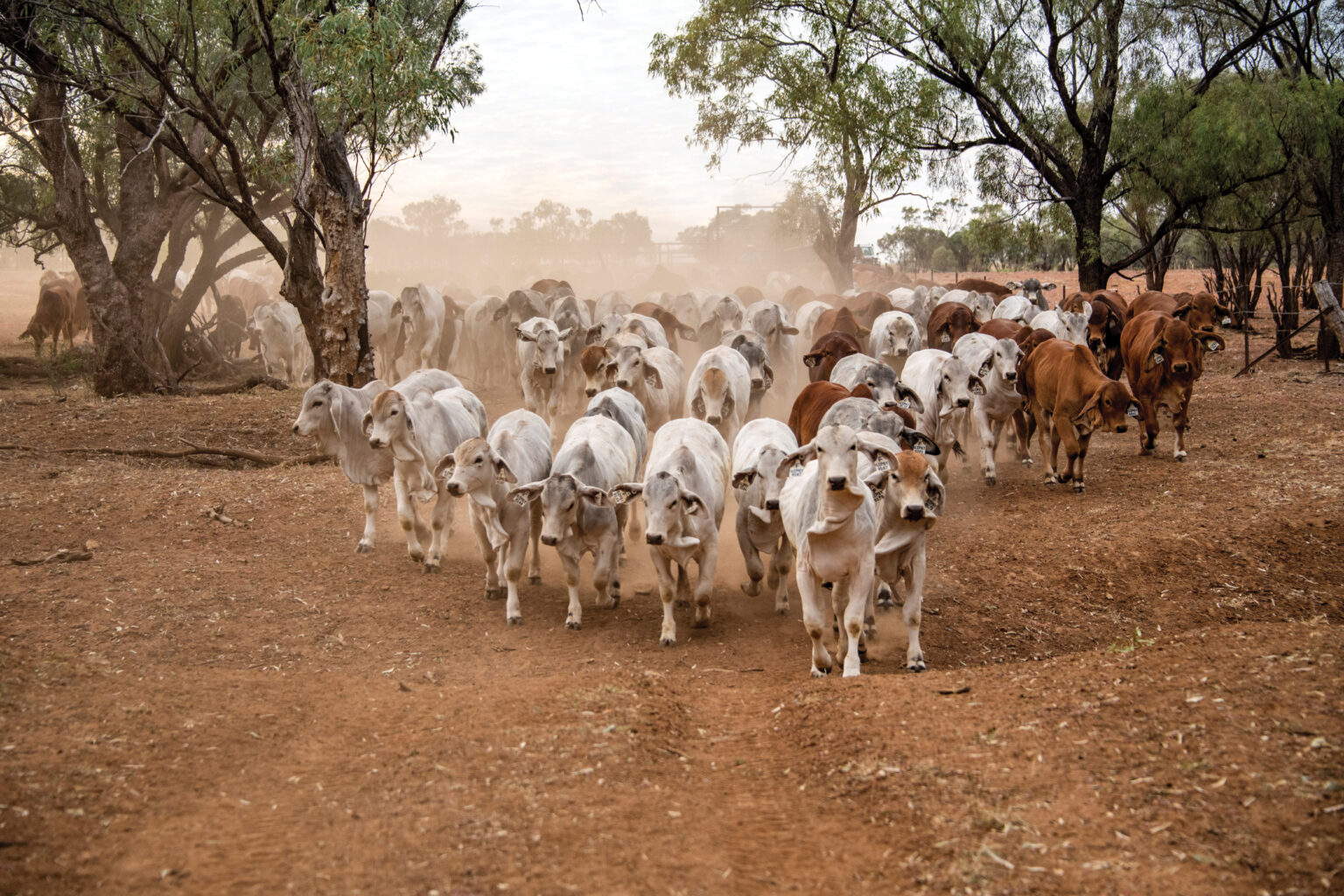 Genetic Recovery from 2019 NW Qld floods - Australian Brahman Breeders ...