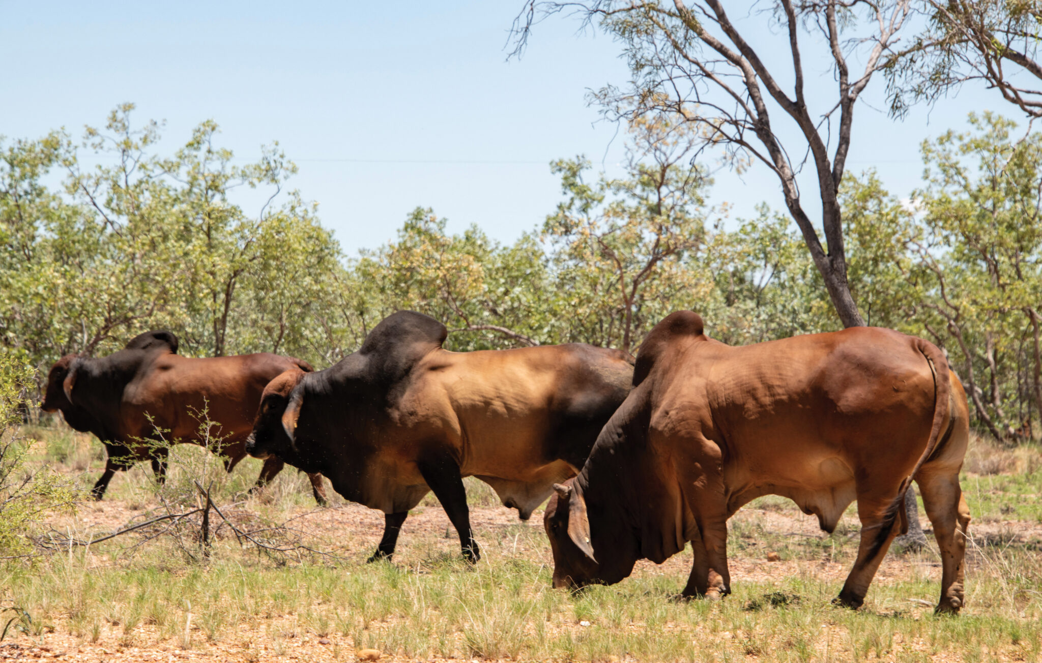 Genetic Recovery from 2019 NW Qld floods - Australian Brahman Breeders ...