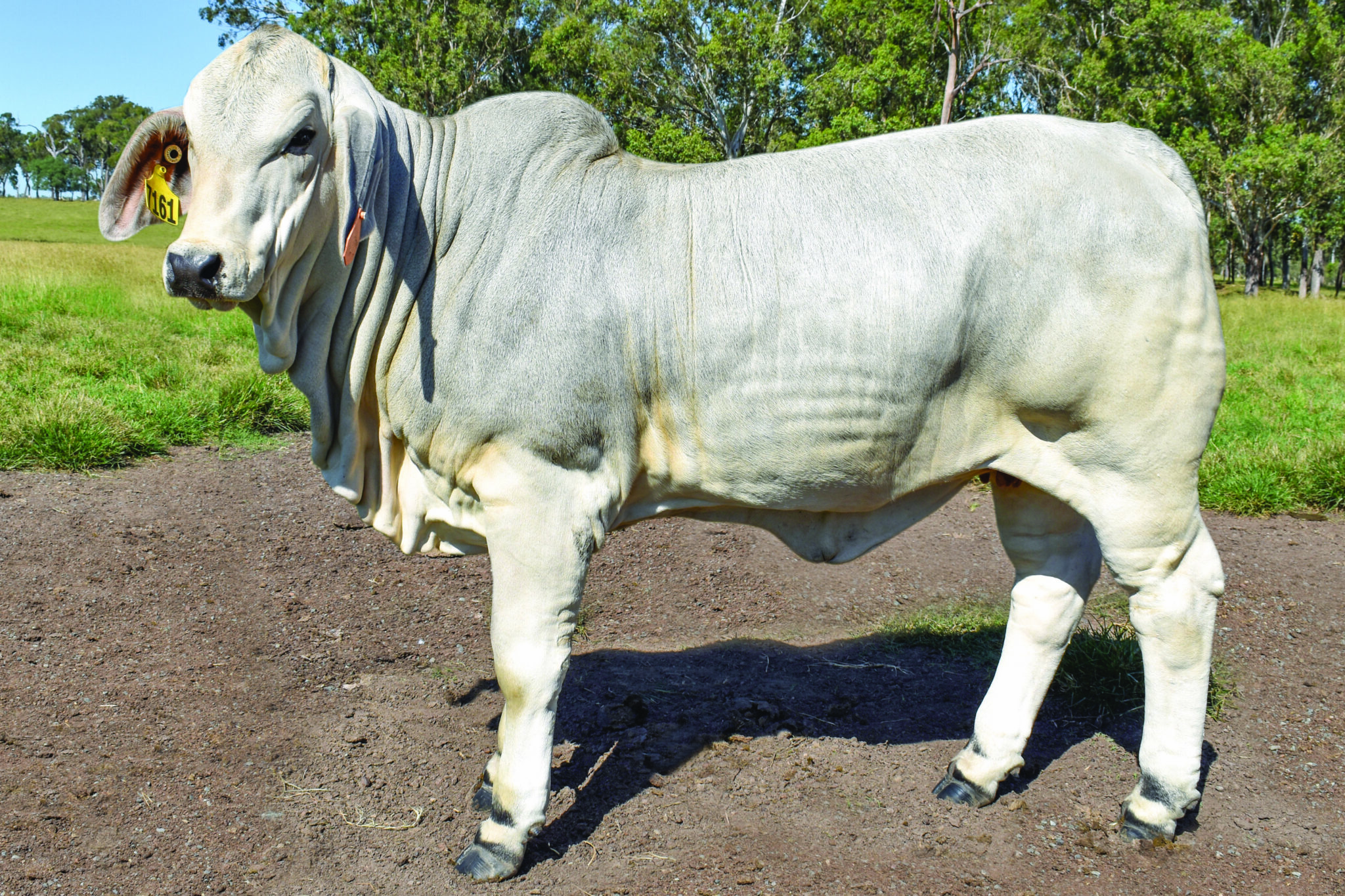Our 2023 Year in Review - Australian Brahman Breeders Association