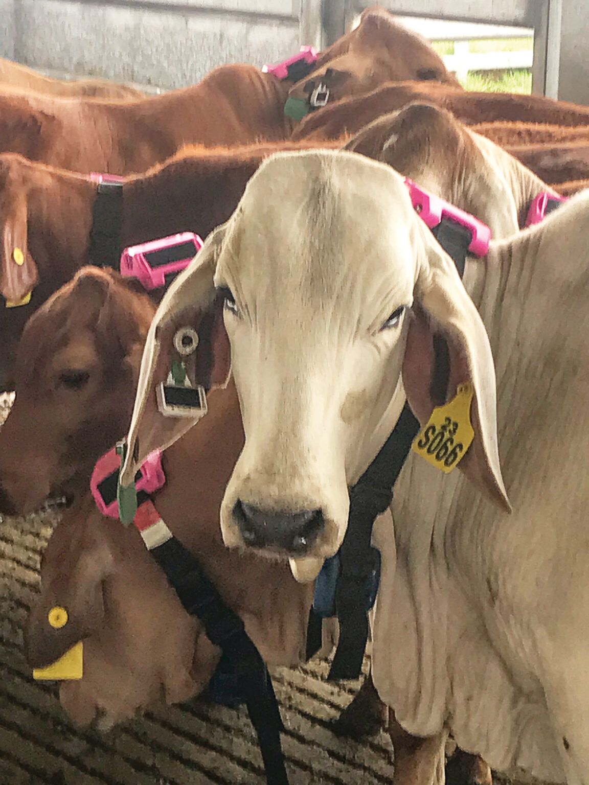 BIN Project Brahman steers begin grazing feed efficiency research ...