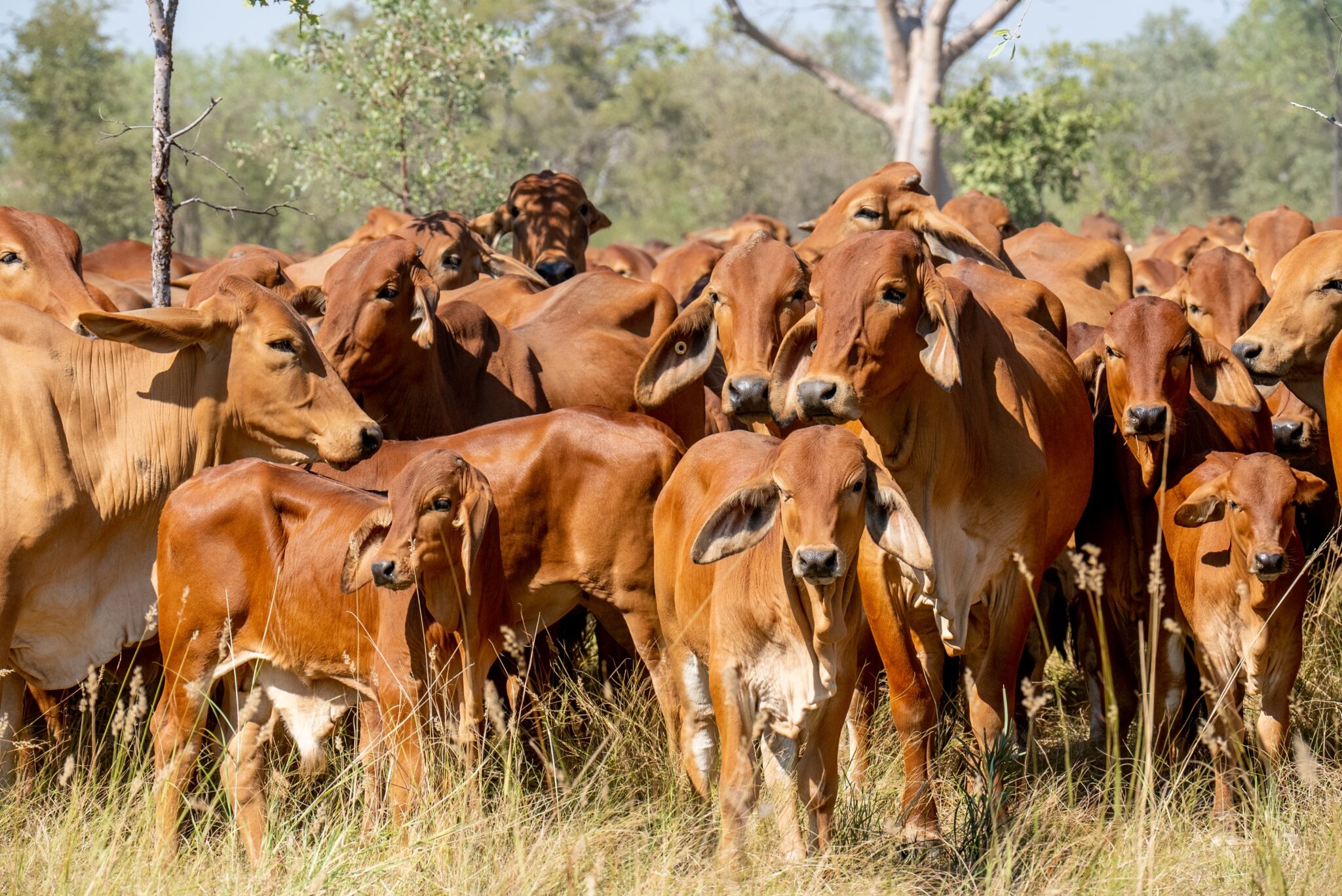 Jumbuck Red Brahmans are in demand in Indonesia - Australian Brahman ...