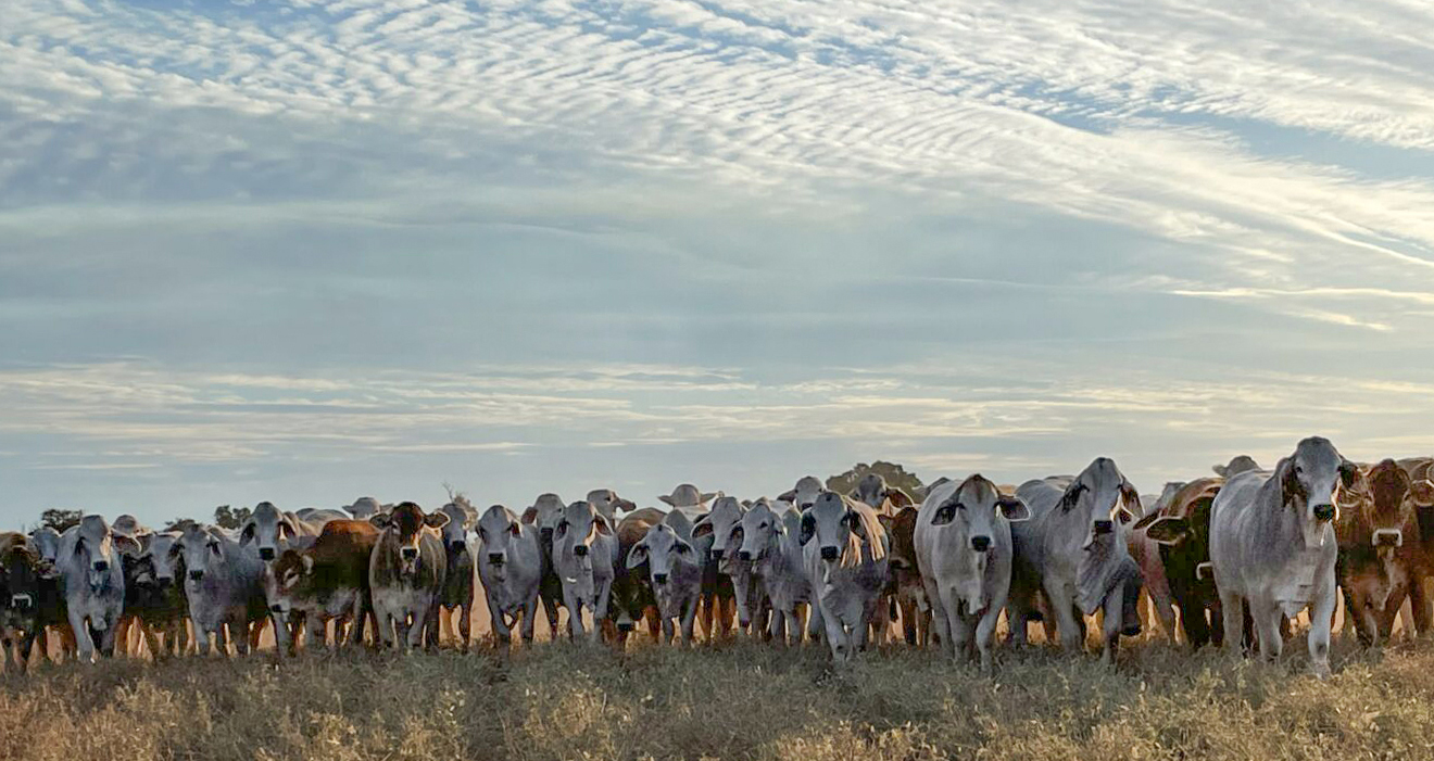 Brahman's adaptability key to Cross Breeding - Australian Brahman ...