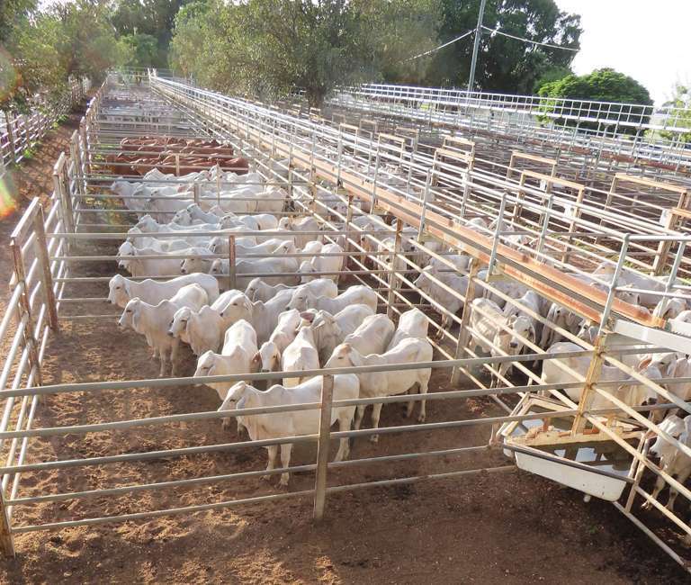Clermont Commercial Brahman Female Show & Sale - Australian Brahman ...