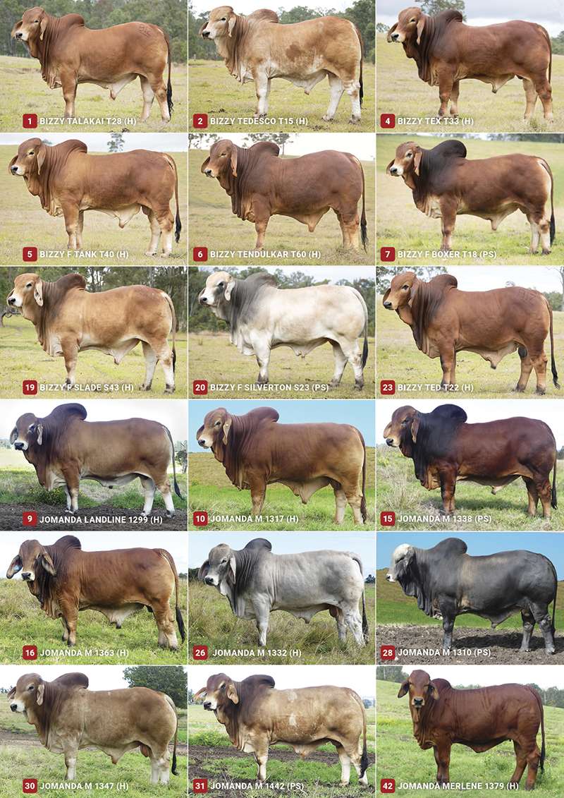 Bizzy and Jomanda Sale - Australian Brahman Breeders Association