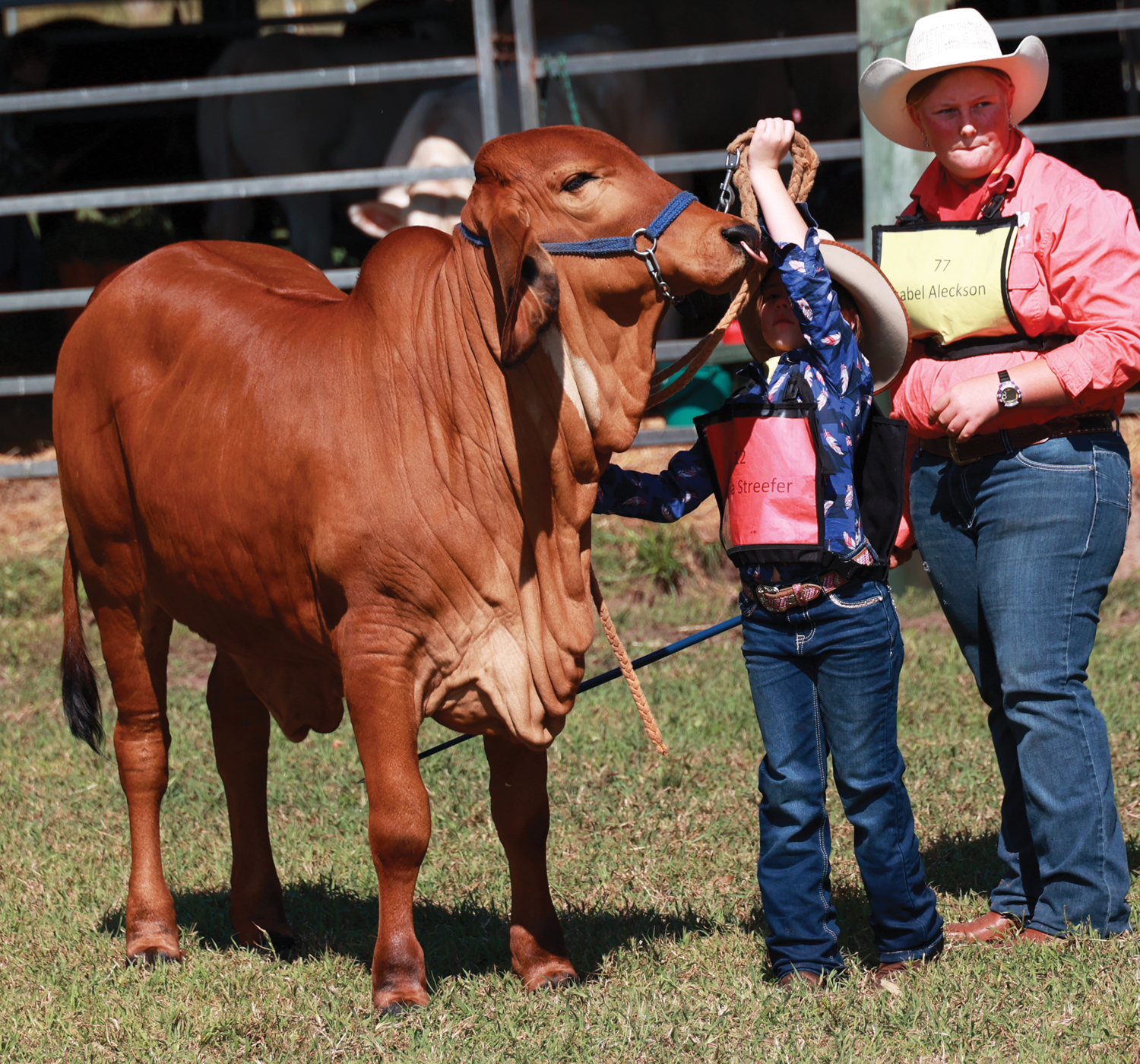 Youth success - Bos Indicus Youth Roundup - Australian Brahman Breeders ...