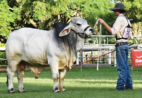 News – Australian Brahman Breeders Association