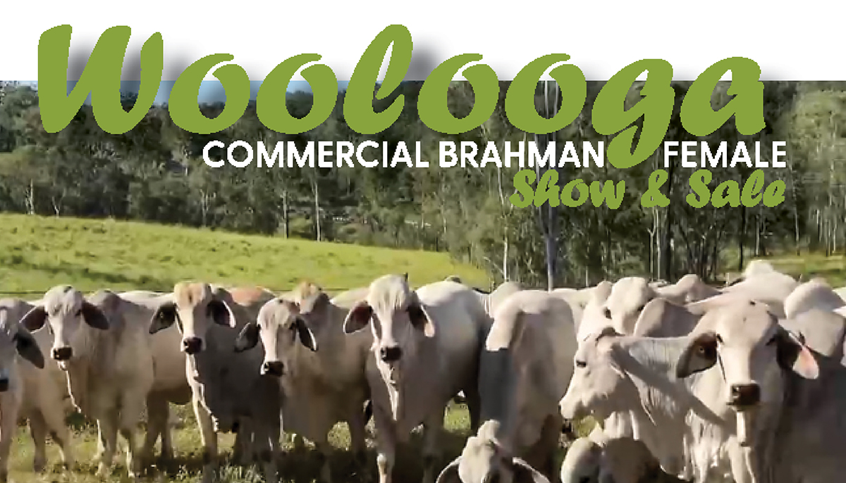 News – Australian Brahman Breeders Association